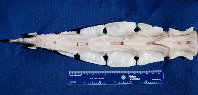 Marine biologist shares an insider view on tuna - SearcherSportfishing.com