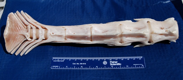 Marine biologist shares an insider view on tuna - SearcherSportfishing.com